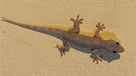 Common House Gecko Markeisingbirding
