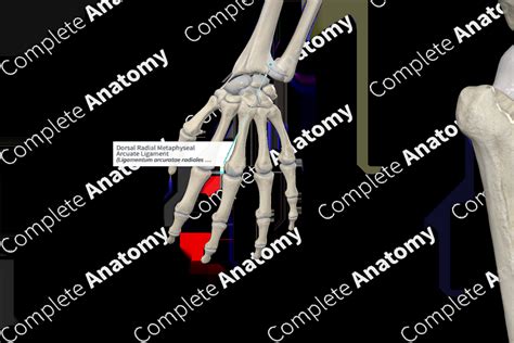 Dorsal Radial Metaphyseal Arcuate Ligament Complete Anatomy