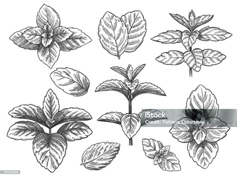 박하 잎이 새겨져 있습니다 스케치 페퍼민트 허브 스피어민트 식물 멘톨 리프 레트로 핸드 그린 벡터 식물 고립 일러스트 박하 요리에 대한 스톡 벡터 아트 및 기타 이미지