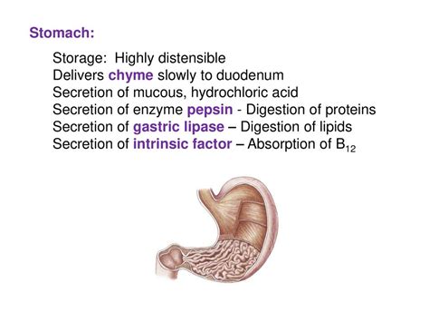 Biology 212 Anatomy And Physiology I Ppt Download