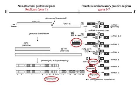 Mouse Hepatitis Virus Mhv Genome Organization 56 Download Scientific Diagram