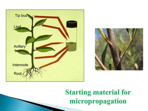 Micro Propagation Ppt