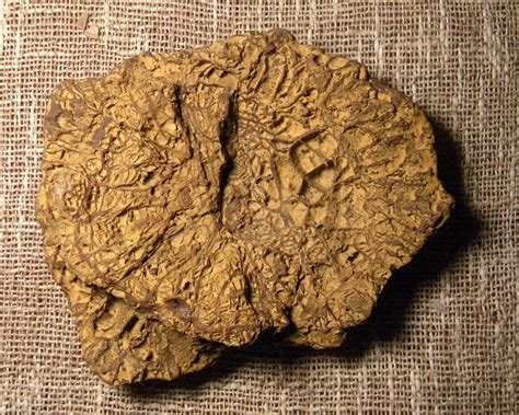 Calvert Cliffs Fossils Swordwhale Walking Illustration Webcomic Stories Photojourneys Videos