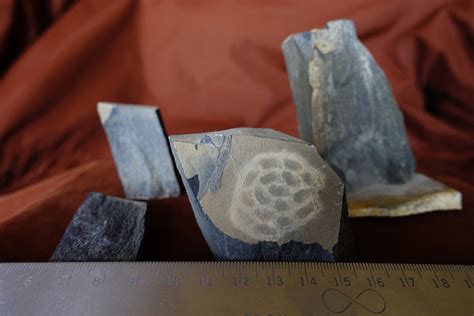 Fossil Or Pseudofossil Earth Science Stack Exchange