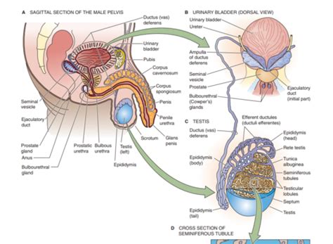 Male Reproductive System Physiology Flashcard Quizlet