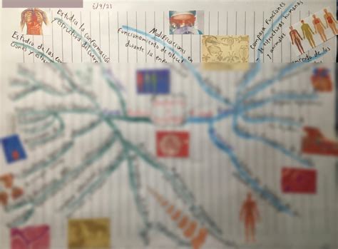 SOLUTION: Anatomia y fisiologia mapa mental - Studypool