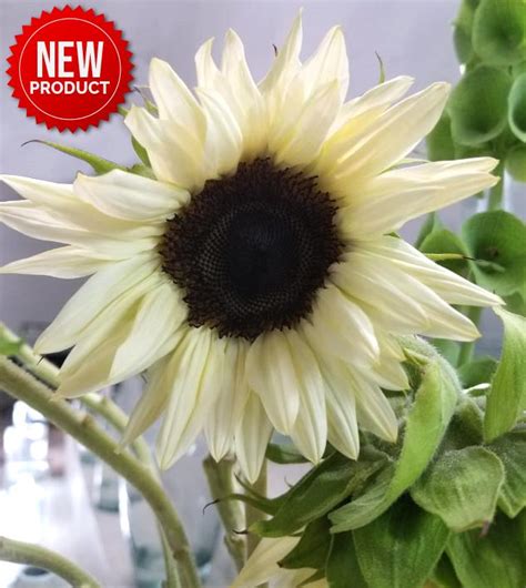 Sunflowers Greenchoice Flowers