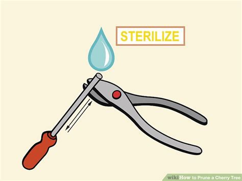 Ways To Prune A Cherry Tree WikiHow