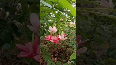 🌷🌷🌷youtubeshorts Shortvideos Shortfeed Youtube