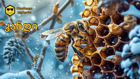 ხელოვნური კვება ზამთარში კანდი Youtube