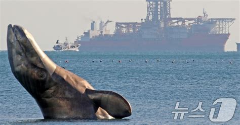 예산삭감 후폭풍140억배럴 석유·가스 대왕고래 찾기 좌초 우려