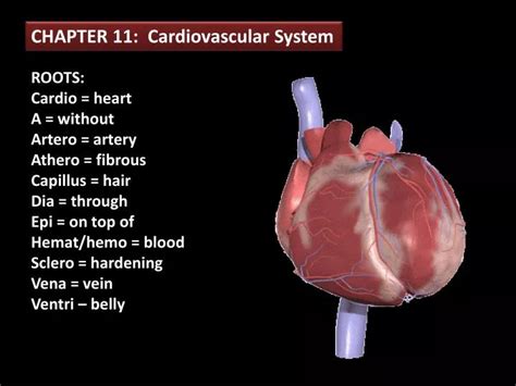 PPT CHAPTER 11 Cardiovascular System PowerPoint Presentation Free Download ID 6349618