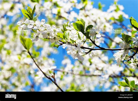 Sprig Of Cherry Blossoms And White Cherry Flowers In Sunny Spring Day