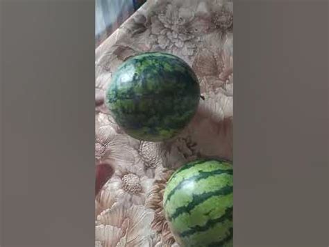 купил маленький спелый домашний арбуз 🍉🍉🍉 кавун. - YouTube