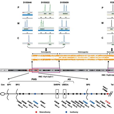 Schematic Map Of Cma Result And Str Linkage Analysis In Case 2 In The Download Scientific
