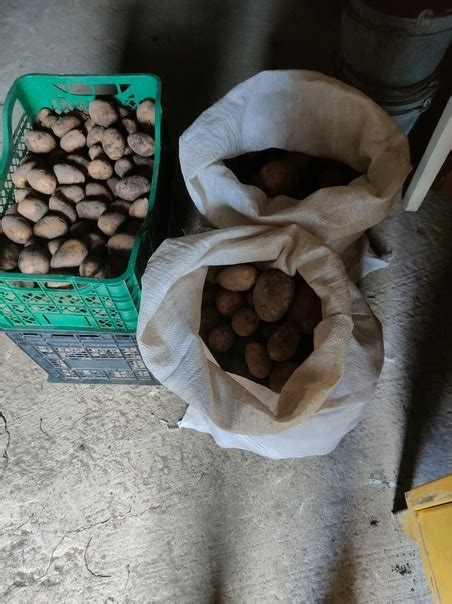Продам картошку на еду (7 вёдер) и 3 ведра семенной картошки. Всё за ...
