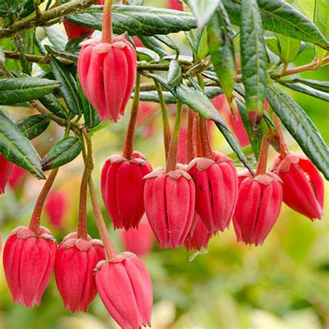 Crinodendron Hookerianum Chilean Lantern Tree