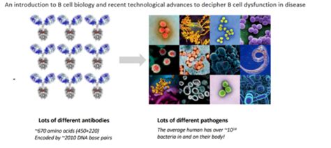 1 An Introduction To B Cell Biology And Recent Technological Advances To Decipher B Cell