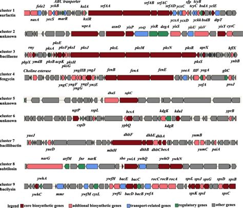 Schematic Diagram Of Nine Secondary Metabolite Biosynthetic Gene