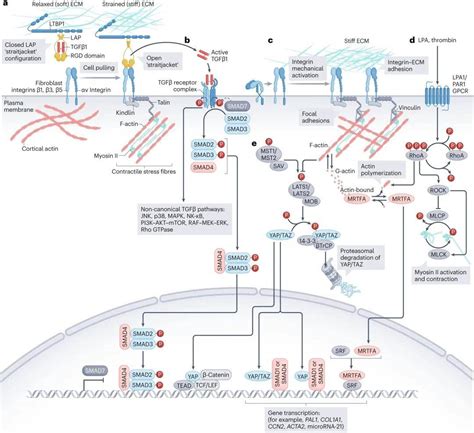 Nature：成纤维细胞与肌成纤维细胞在组织修复与纤维化中的激活机制病理性治疗的作用
