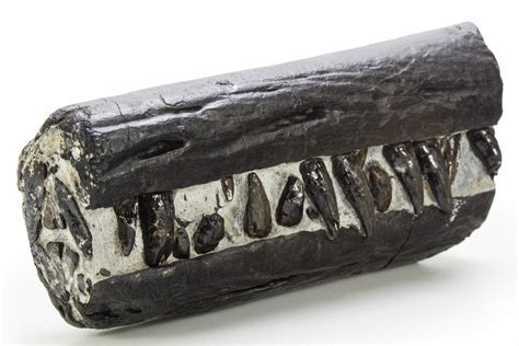 Spectacular 4 85 Fossil Ichthyosaur Jaw Section England 316527 For Sale