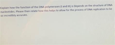 Explain how the function of the DNA polymerases (I | Chegg.com