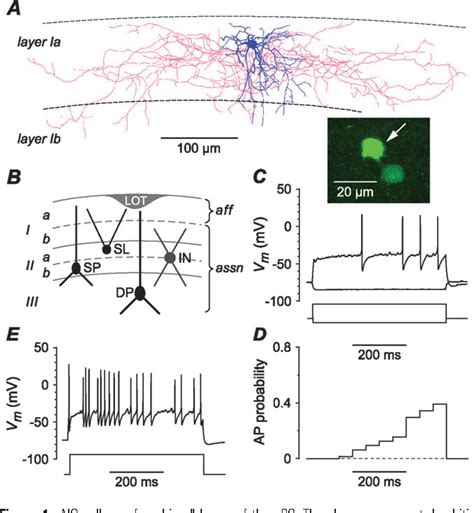 Figure 1 From Distinctive Classes Of Gabaergic Interneurons Provide Layer Specific Phasic