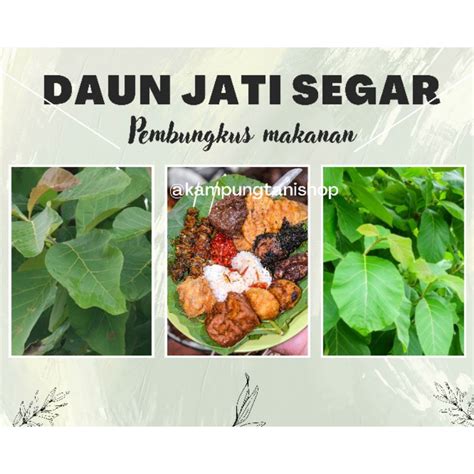 Jual Daun Jati Muda Untuk Gudeg Jogja Shopee Indonesia