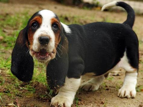 22 Cute Miniature Basset Hound Pictures You Will Love The Paws