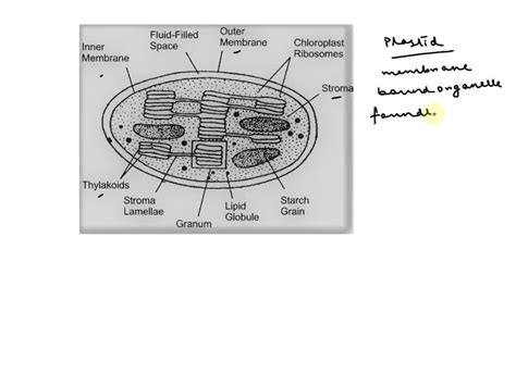 Leucoplast Diagram
