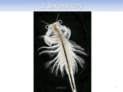 PPT Artemia Genome Sex Locus PowerPoint Presentation Free Download ID