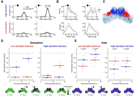 Visual Stimulation Is Followed By Long Lasting Spatially Selective Download Scientific Diagram