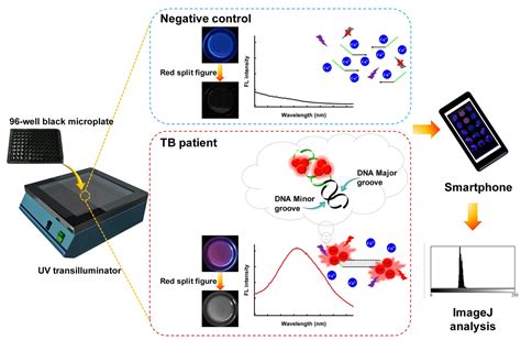 Fluorescent Double Stranded Dna Templated Copper Nanoprobes For Rapid Diagnosis Of Tuberculosis