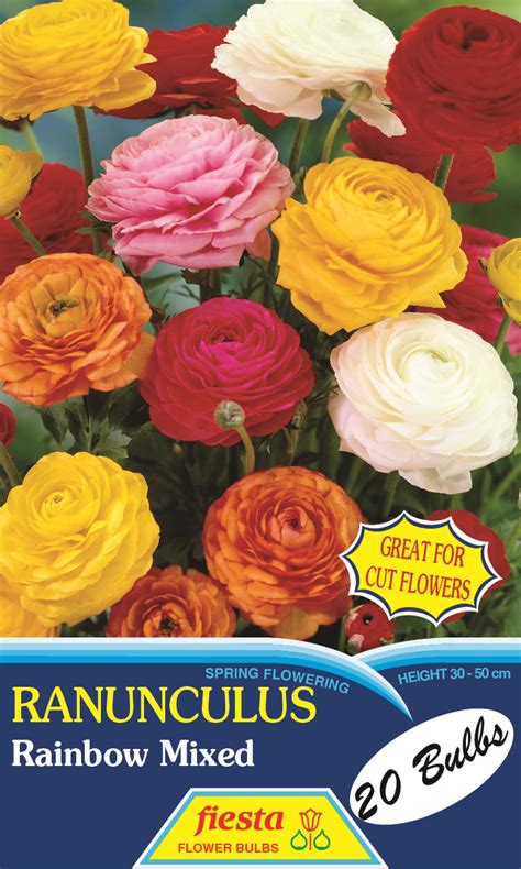 Ranunculus Flower Bulbs Seeds And Cereals 2000 Ltd