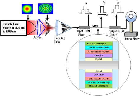 Schematic Diagram Of Fiber Optic Biosensor For Early Detection Of Her2 Download Scientific