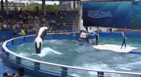 50년 만에 시애틀 바다로 귀향하는 범고래 로리타 마이애미 수족관서 해방