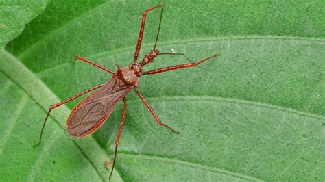 Assassin Bug What Are They And How To Get Rid Of Them