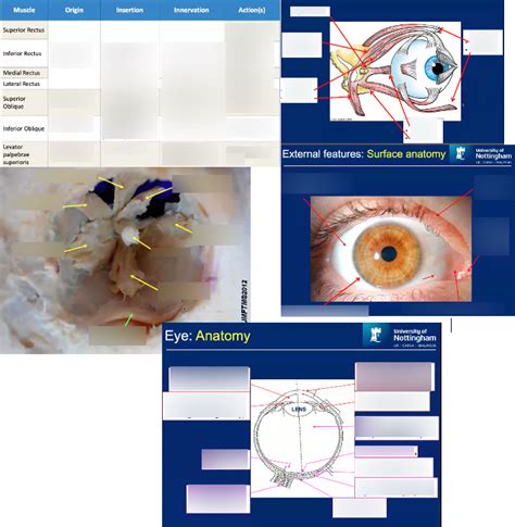 Diagram Of Physiology Of Retina And Visual Cortex Quizlet