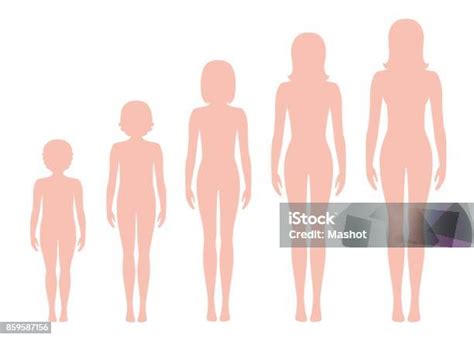 여자의 신체 나 이와 함께 변화 하는 비율 여자의 신체 성장 단계입니다 개념을 노화 성인 아기에서 다른 여자의 나이로 그림 인체에 대한 스톡 벡터 아트 및 기타 이미지