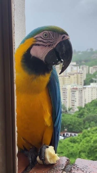 Wild And Free The Life Of A Macaw Like Viralvideo Subscribe Wildlife Foryou Shorts Youtube