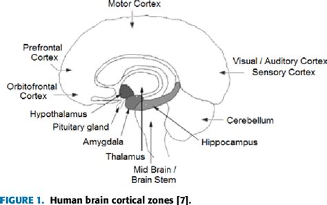 figure 1 from computational modeling of prefrontal cortex for meta