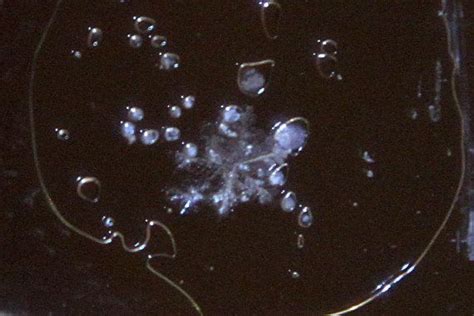 Real Snowflake Microscope Slide Preserved Forever Under Glass Etsy Snowflakes Real