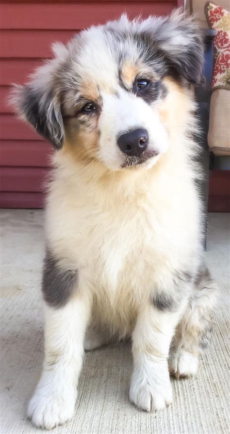 Cute Aussie Puppies Scarlett The Aussie