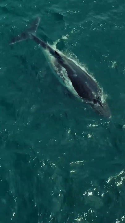 Tail Slapping Humpback Whale - YouTube