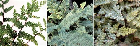 Cheilanthes Planting Growing And Care Promesse De Fleurs