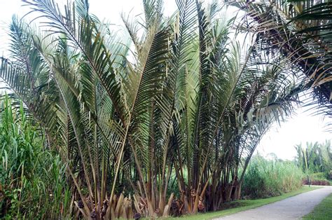 Riverine Parks Nypa Fruticans