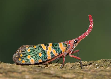 Tiny Creatures Of The Earth Flickr