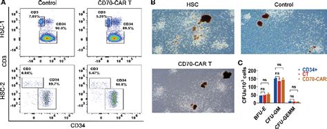 Figure 3 From Preclinical Evaluation Of Cd70 Specific Car T Cells