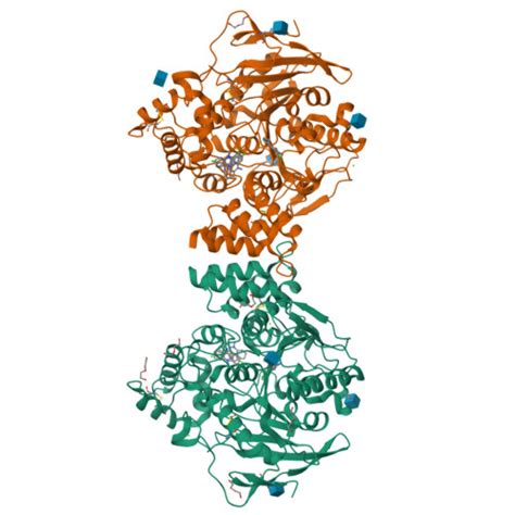 Acetylcholinesterase Structure