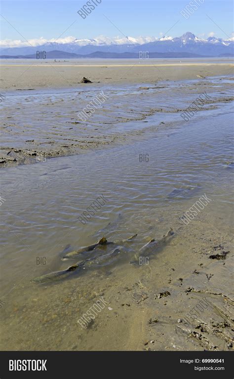 Migrating Salmon Image And Photo Free Trial Bigstock